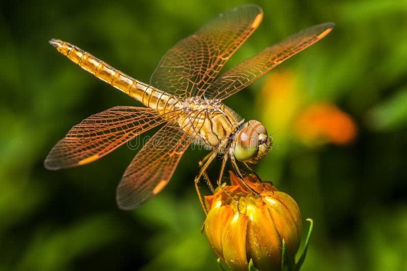 Libélula é Um Inseto Pertencente à Ordem Odonata Infraorder Anisoptera ...