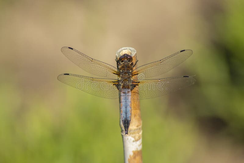 Libélula, Odonata Um Inseto Com Asas Frágeis Foto de Stock - Imagem de ...