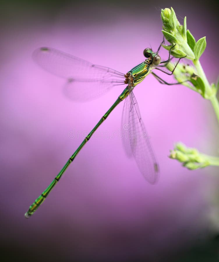 Libélula pequena imagem de stock. Imagem de grama, mosca - 49528807