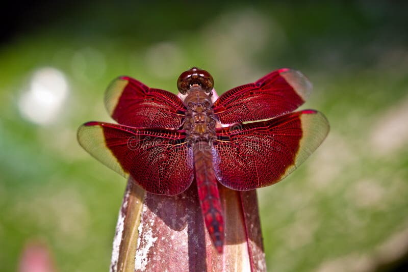 Libélula roja foto de archivo. Imagen de insecto, invertebrado - 24566576