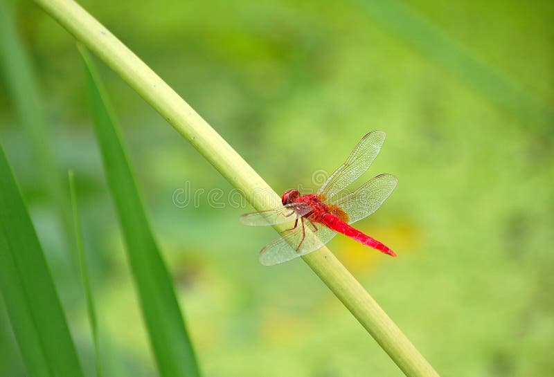 Libélula roja foto de archivo. Imagen de hojas, fondo - 3496512
