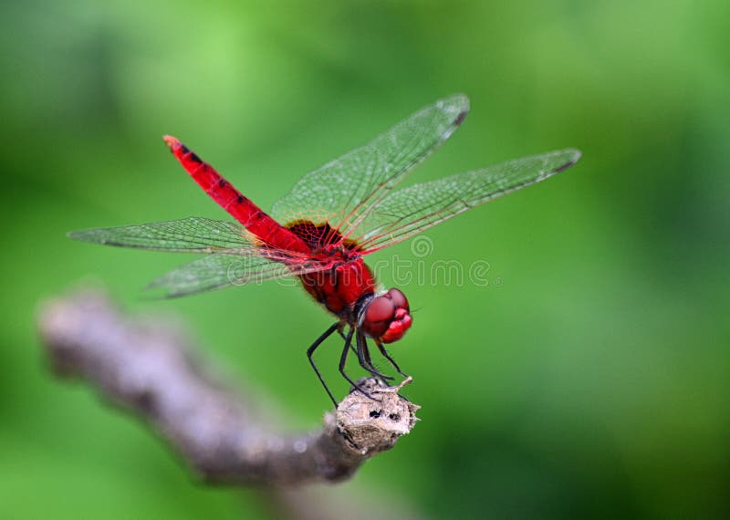 Libélula roja foto de archivo. Imagen de fondos, exterior - 36585312