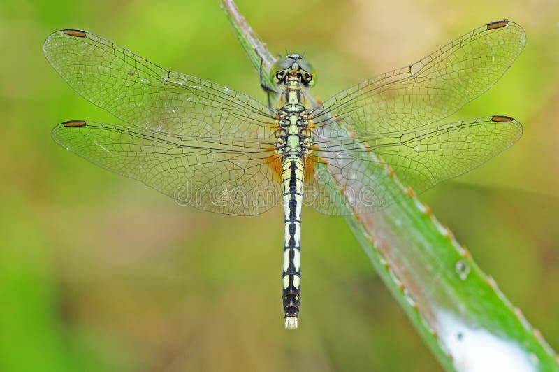Libélula verde imagem de stock. Imagem de verde, parques - 18928595