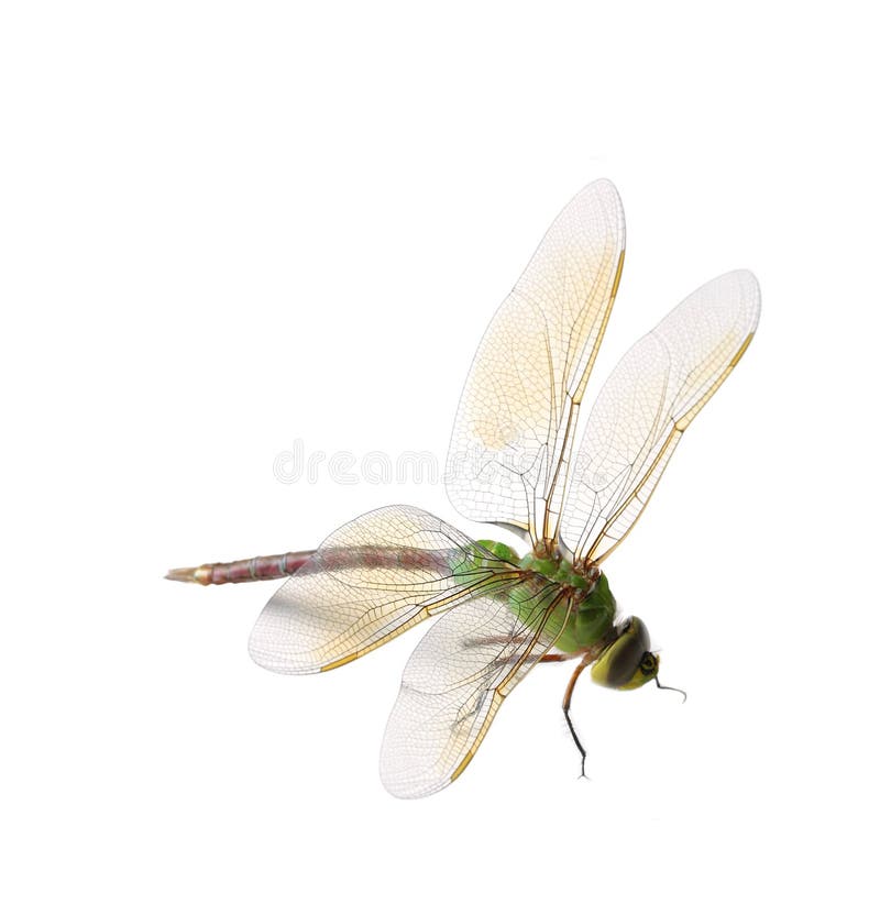 Libélula verde imagem de stock. Imagem de damselfly, planta - 18928595