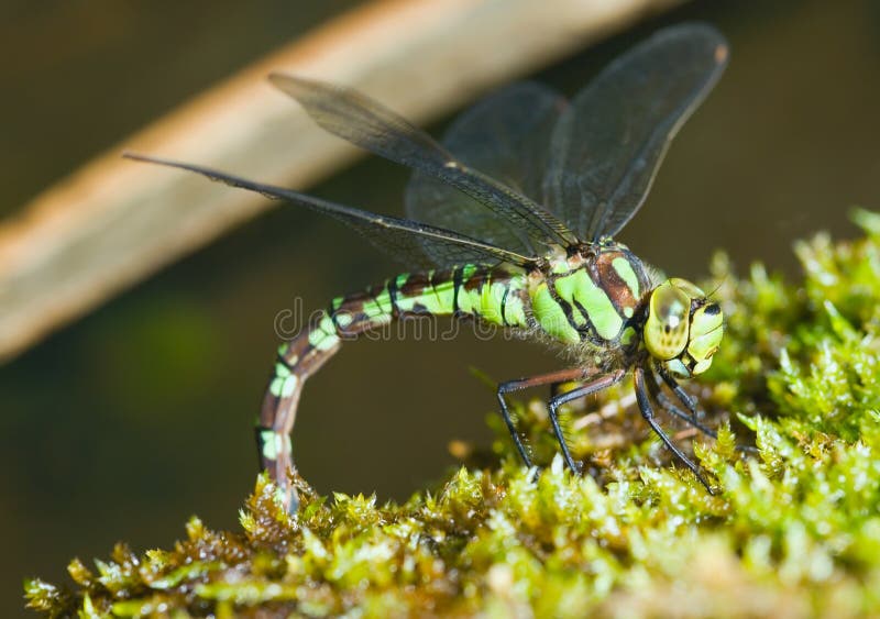 Libélula Verde Sentada Sobre Una Libélula Verde De Loto Rosa Sentada ...