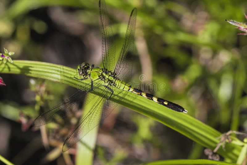 Libélula Verde-más Darner - Junius De Anax Imagen de archivo - Imagen ...