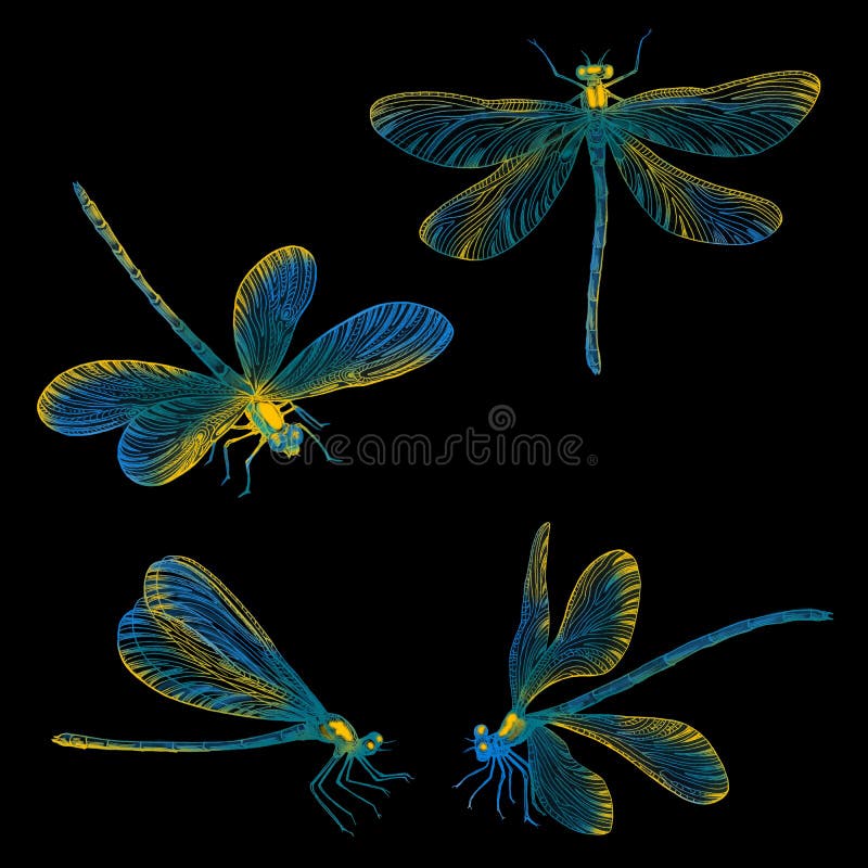 Libélulas Dibujadas Mano Fijadas Stock de ilustración - Ilustración de ...