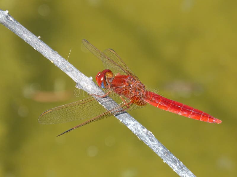 Lib?lula, Insecto, Lib?lulas Y Damseflies, Invertebrado Imagen. Imagen: 100579861