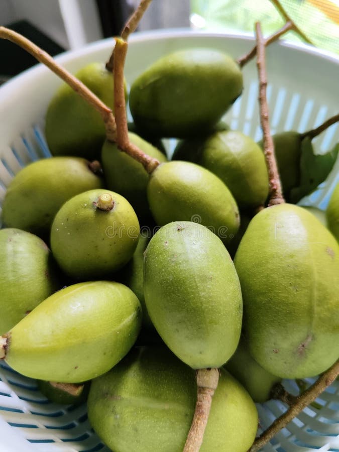 Libas fruit tree stock image. Image of tree, anacardiaceae - 337696047