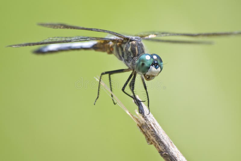 Libel stock foto. Image of insect, ogen, benen, nave - 10052686