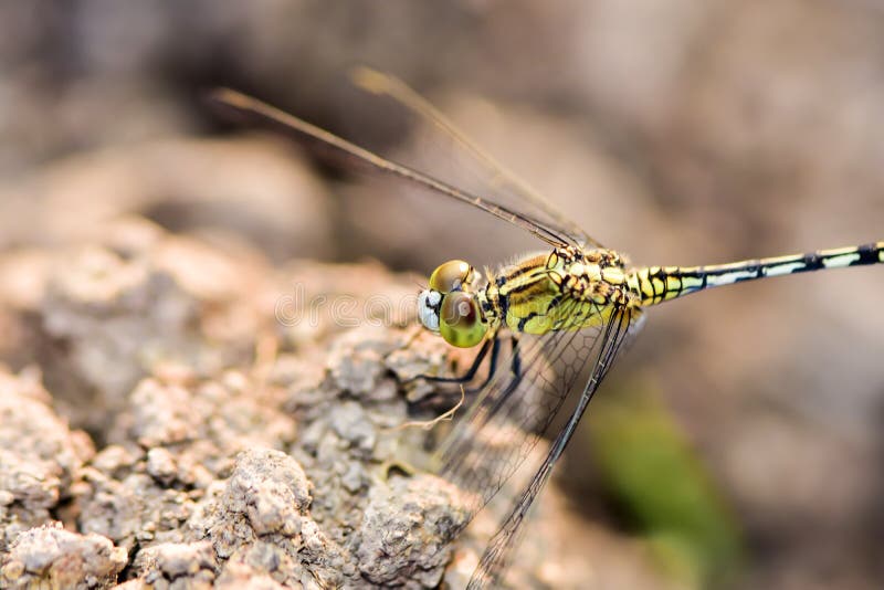 Libel stock foto. Image of schoten, dier, tafereel, wild - 103011996