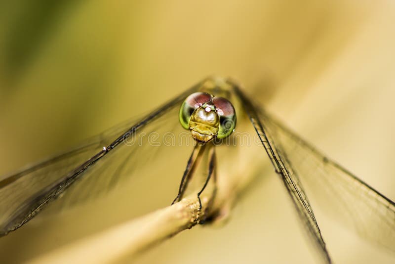 Libel stock foto. Image of schoten, dier, tafereel, wild - 103011996