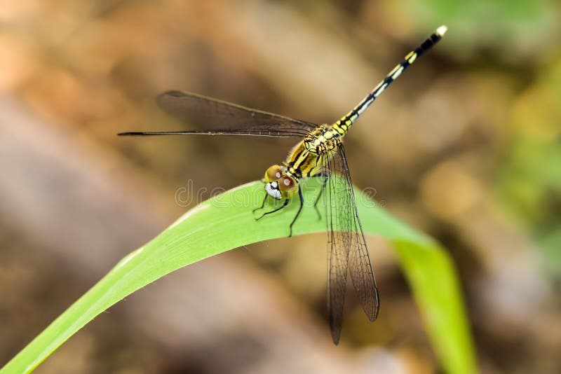 Libel stock foto. Image of schoten, dier, tafereel, wild - 103011996