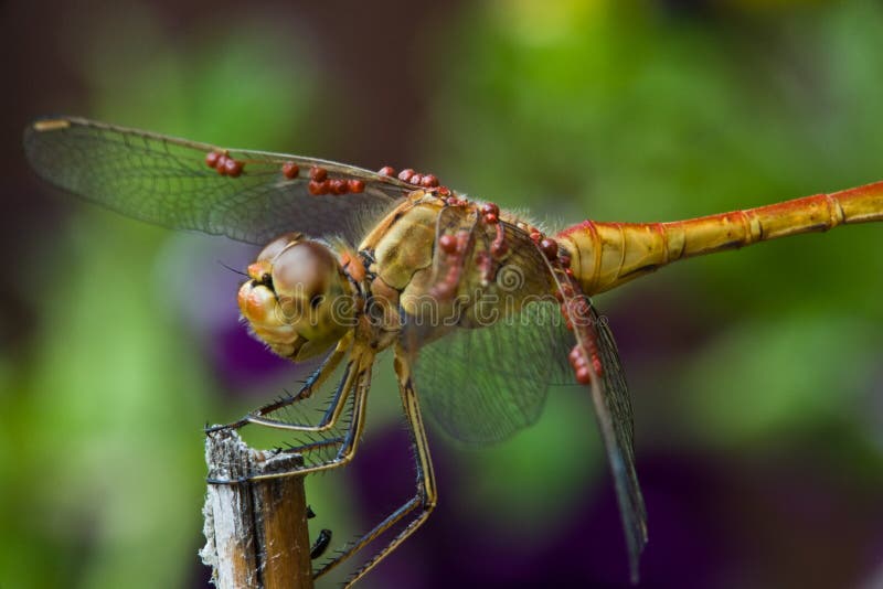 Libel stock foto. Image of macro, insect, dier, vleugel - 10417804