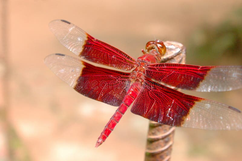 Libel stock afbeelding. Image of rood, libel - 1075185