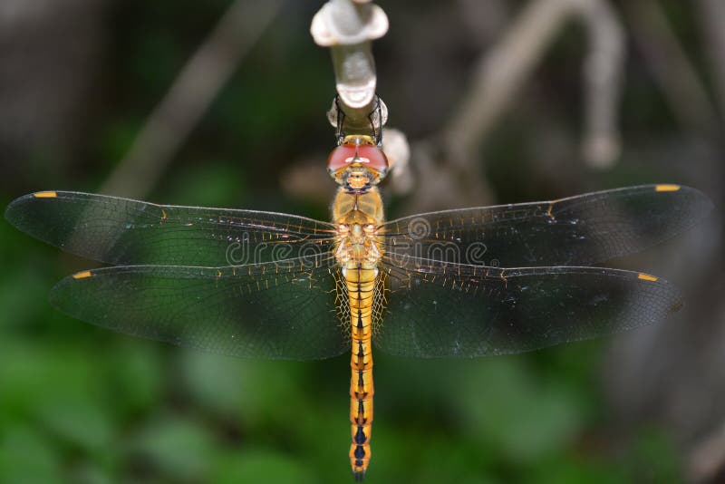 Libel stock foto. Image of libel, dier, fotografie, macro - 132284114