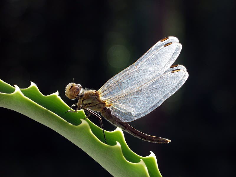 Libel stock afbeelding. Image of nave, veenmol, groen - 18609025