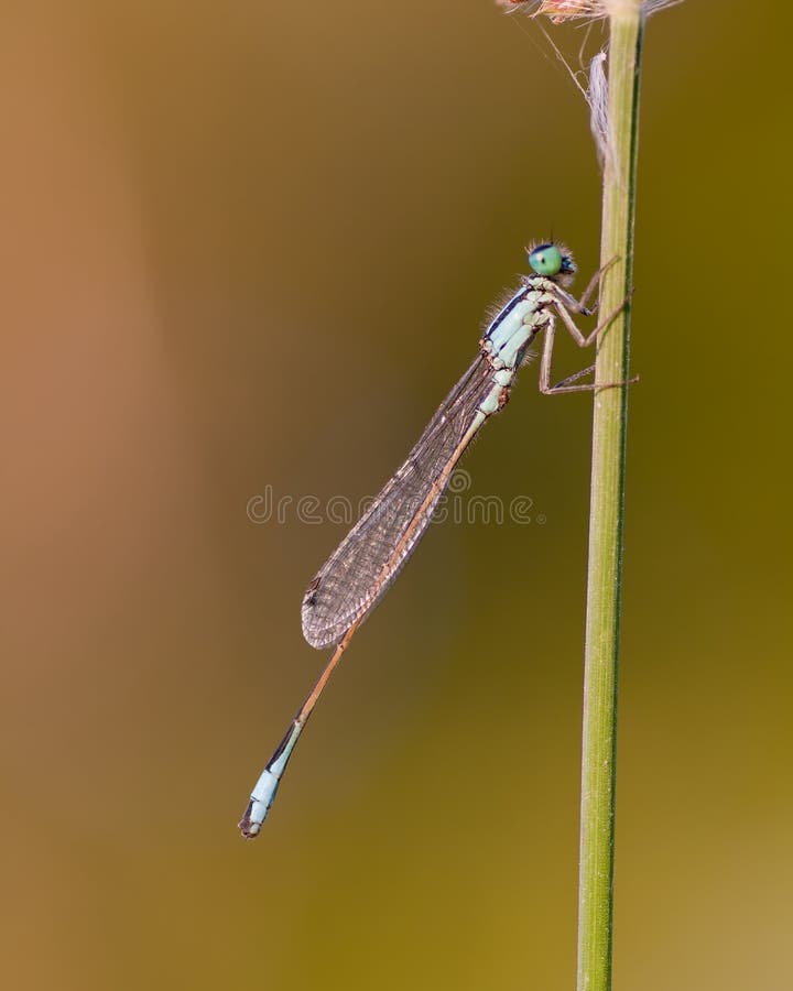 Libel stock foto. Image of libel, dier, macro, insect - 18712080