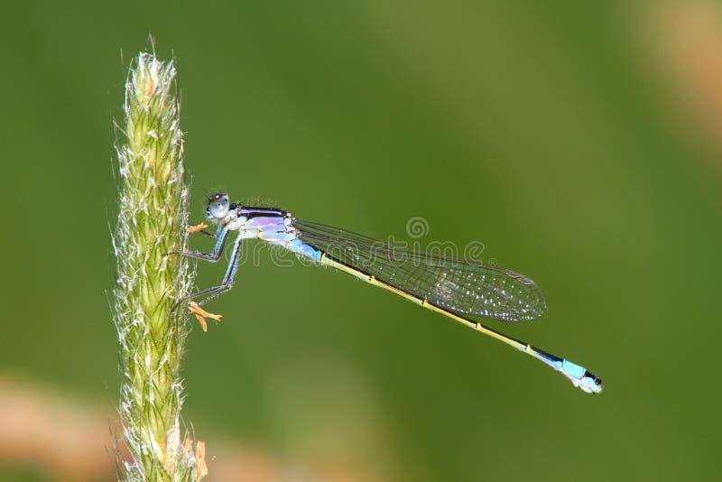 Libelle stock afbeelding. Image of mooi, fauna, insect - 19714963