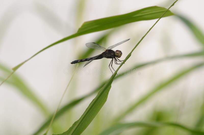 Libelle stock foto. Image of leven, centraal, dier, breekbaarheid ...