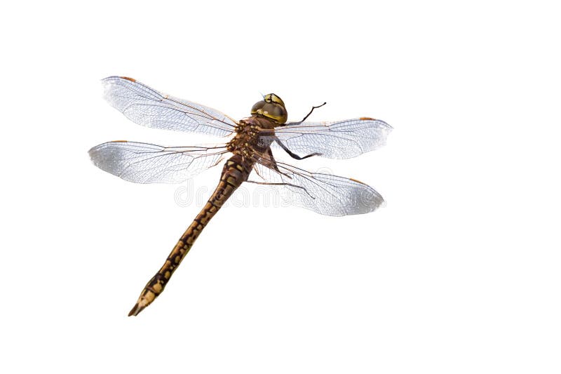 Beeld Van Libel Op Een Witte Achtergrond Transparant Vleugelsinsect ...