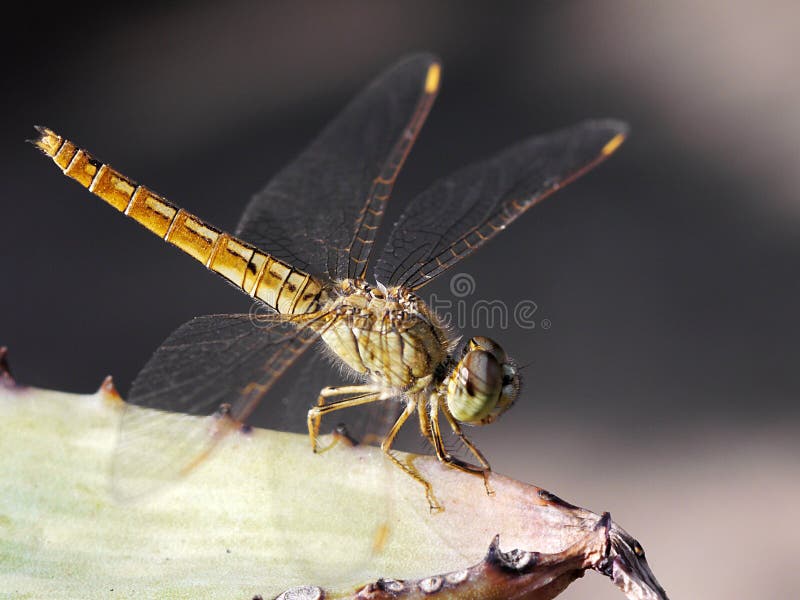 Libel stock afbeelding. Image of vleugels, staart, gegevens - 33675107