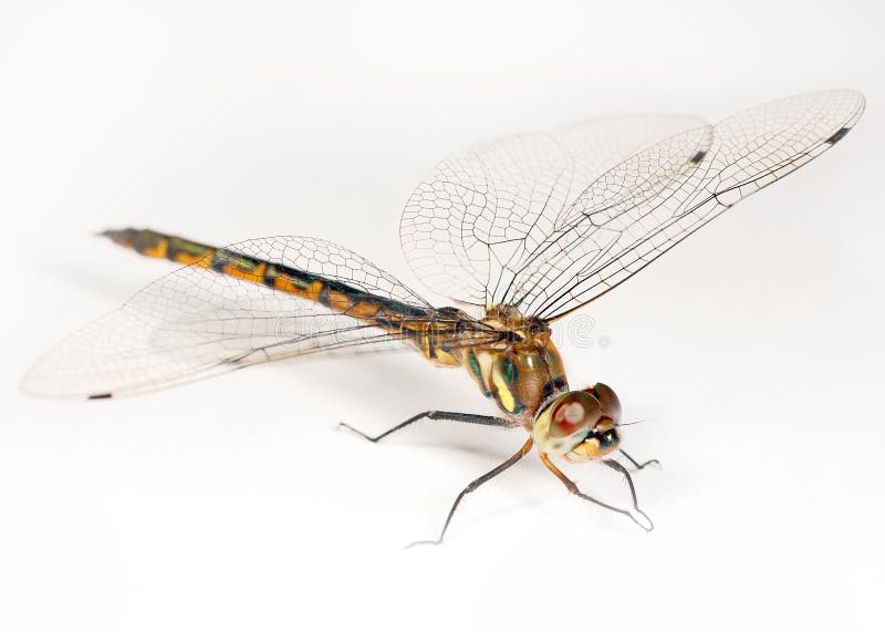 Libel stock foto. Image of enkelvoudig, groot, milieu - 35465064