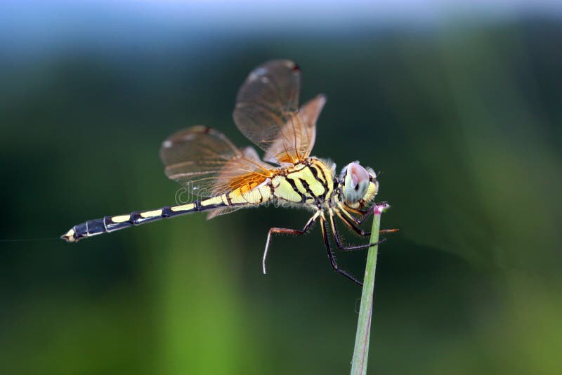 Libel stock afbeelding. Image of vleugel, schepsel, groen - 44534601