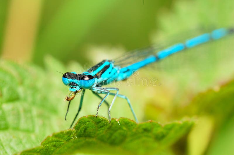 Libel stock foto. Image of vleugels, vleugel, insecten - 5615738