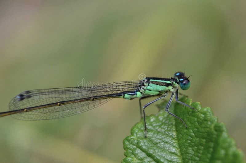 Libel stock foto. Image of schepsel, gras, ogen, mooi - 76382222