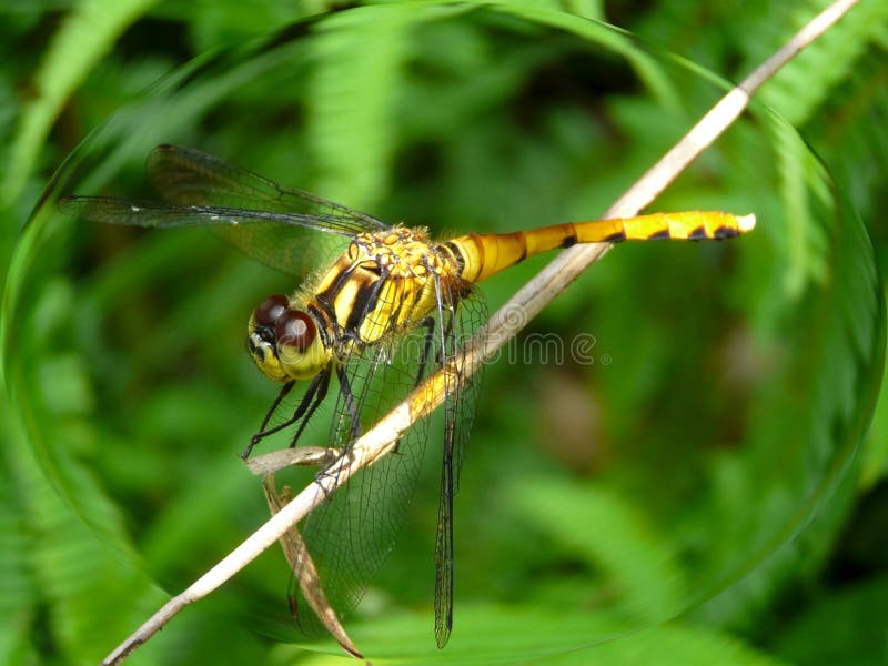 Libel stock afbeelding. Image of libel, donkerder, vleugels - 78602211