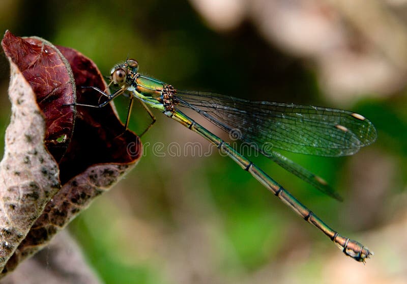 Libel insect stock image. Image of light, single, color - 35201807