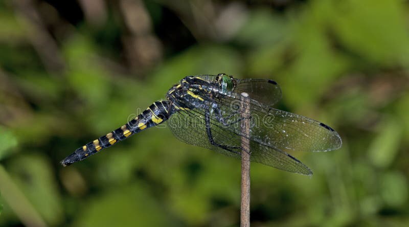 Libel, Libellen Van Gigantea Van Thailand Camacinia Stock Foto - Image ...