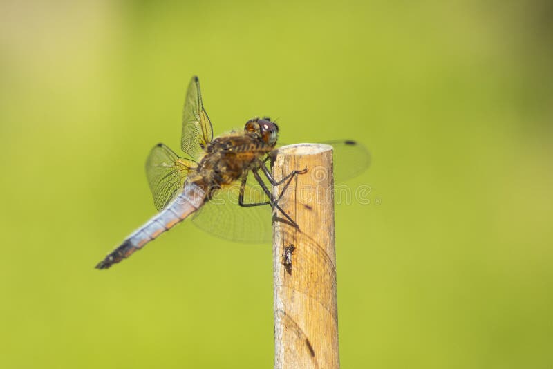 Libel, Odonata Een Insect Met Breekbare Vleugels Stock Foto - Image of ...