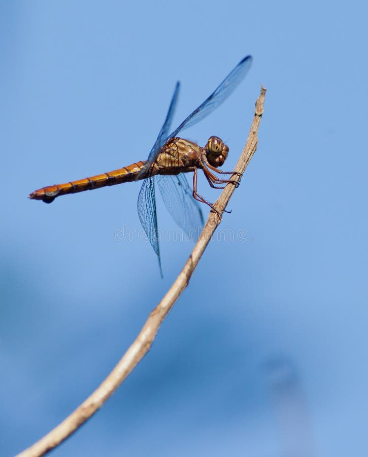 Libel op een stok stock afbeelding. Image of buiten, insect - 25970777