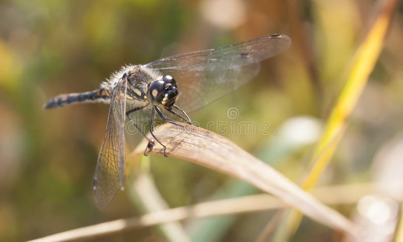Libel op een installatie stock foto. Image of macro, stro - 31663678