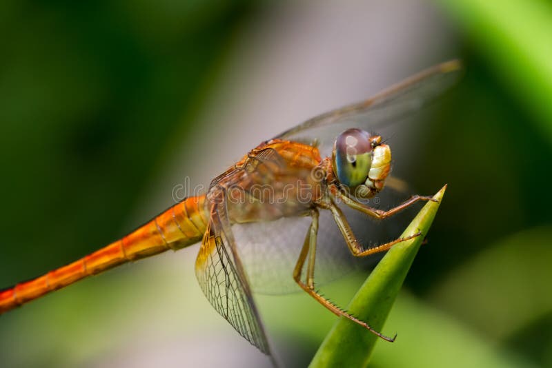 Libelle stockfoto. Bild von programmfehler, flora, zerbrechlich - 31281468