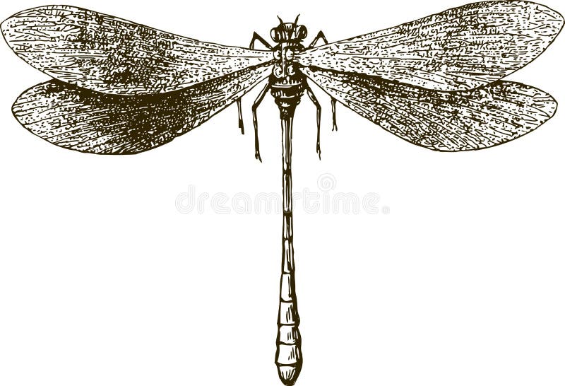 Libelle vektor abbildung. Illustration von biologie, sommer - 34918559