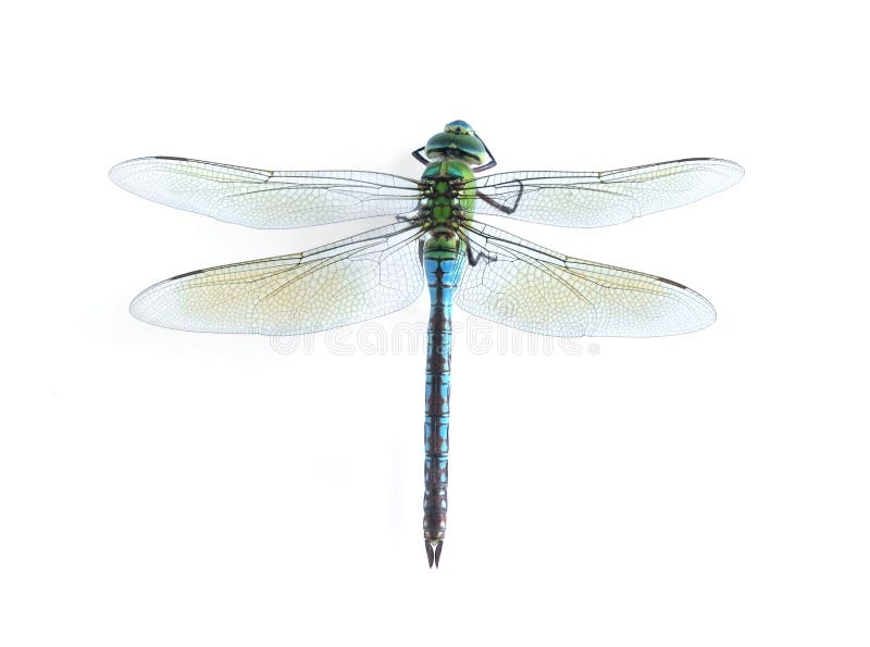 Libelle Anax-imperator (weiblicher) Blauer Kaiser Stockfoto - Bild von ...
