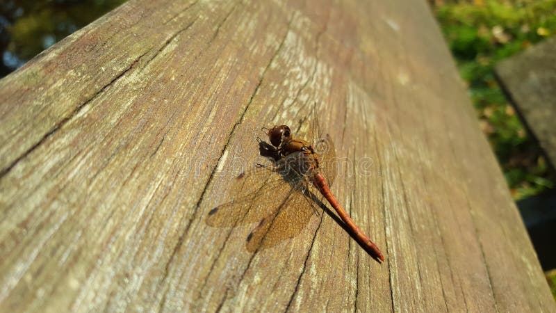 Libelle Dragon-Fly Nature stock photo. Image of wald - 111820480