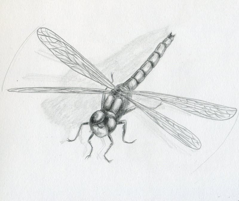 Libelle - Skizze stock abbildung. Illustration von flügel - 10016894