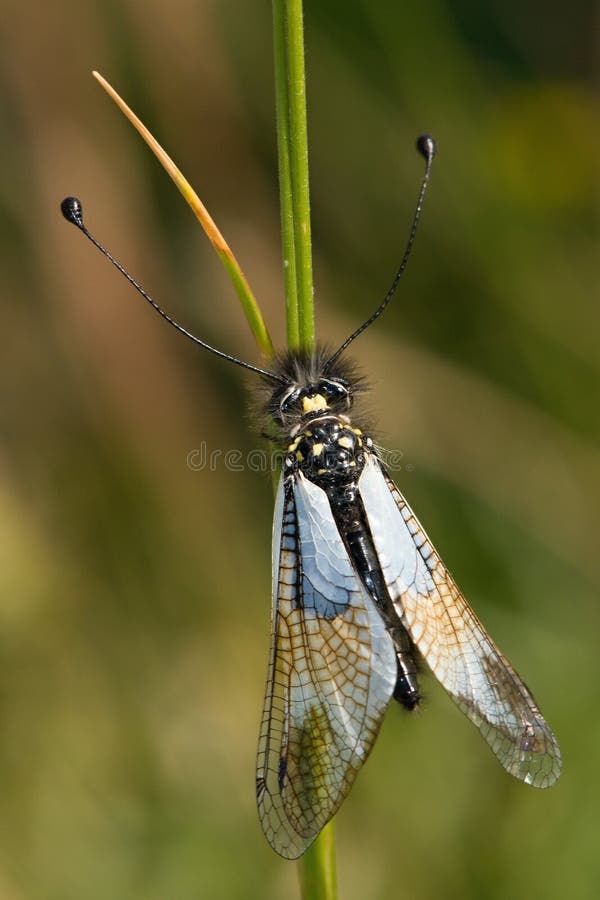 Libelloides lacteus 库存照片. 图片 包括有 蝴蝶, 眼睛, 颜色, 宏指令, 详细资料 - 32554534