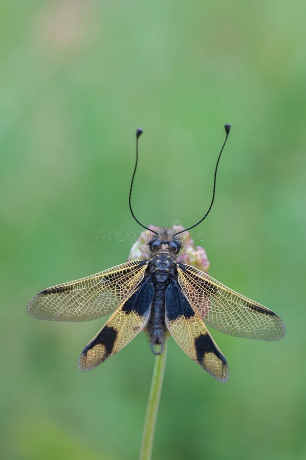 Libelloides longicornis stock image. Image of vein, detail - 26081313