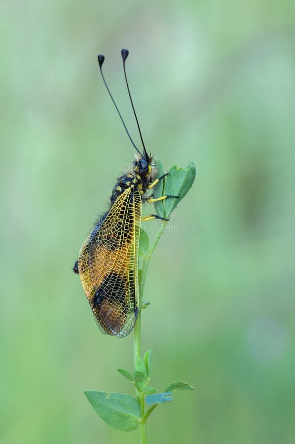 Libelloides longicornis stock image. Image of libelloides - 26093299
