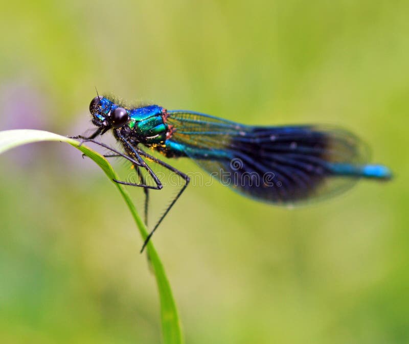 Libellula immagine stock. Immagine di insetto, larve - 15583665