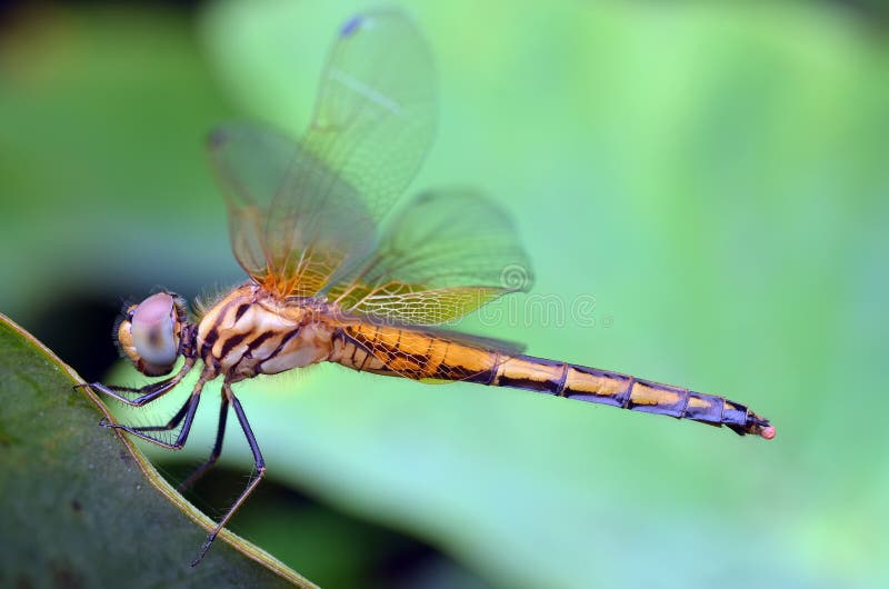 Libellula fotografia stock. Immagine di libellula, animale - 28380486