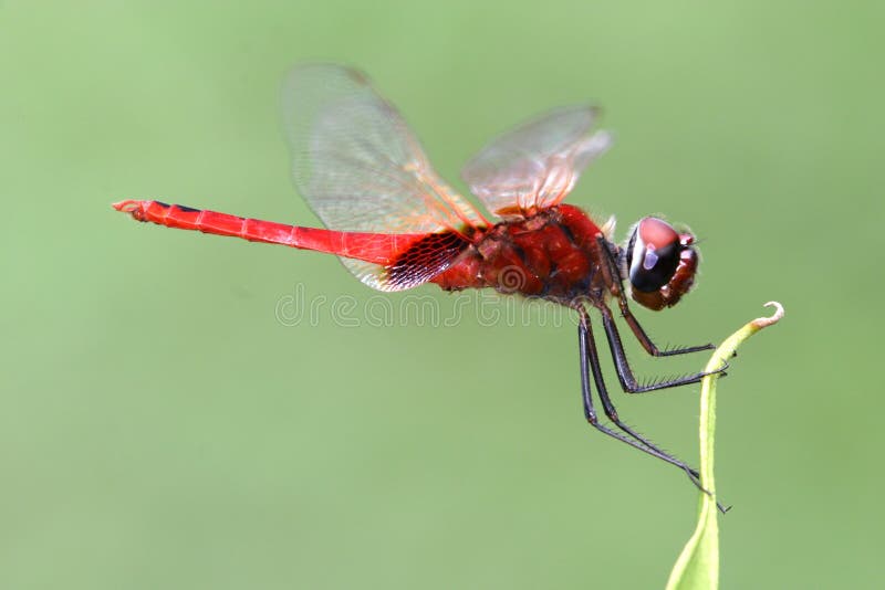 Libellula fotografia stock. Immagine di insetto, esterno - 551878