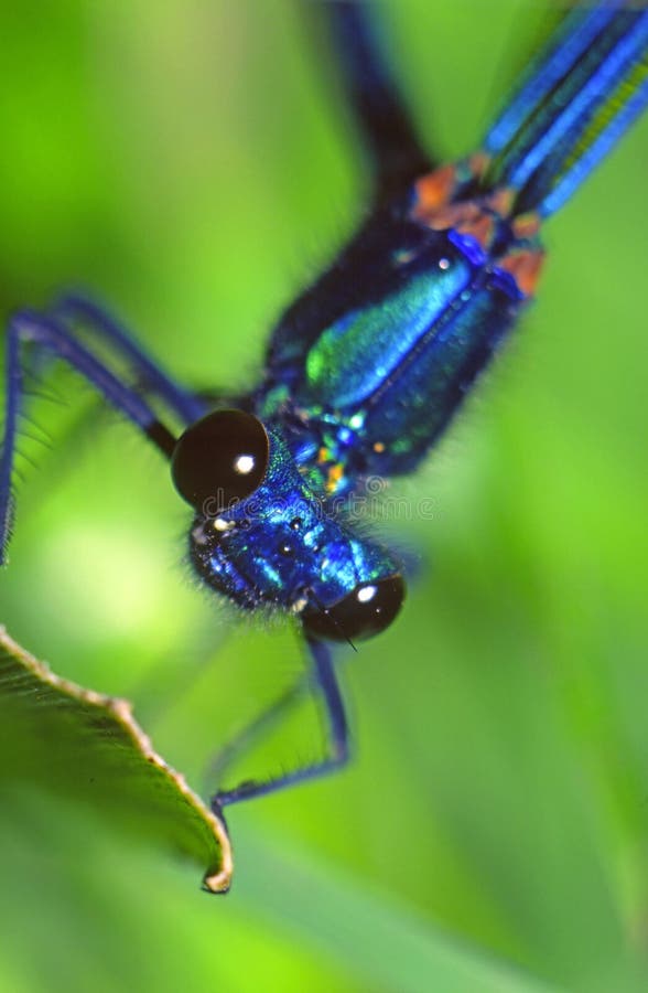 Libellula blu fotografia stock. Immagine di volo, splendido - 2209502