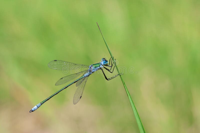 Libellula blu immagine stock. Immagine di nauseated, occhi - 35865705