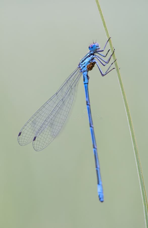 Libellula blu immagine stock. Immagine di ecologico, verde - 44017755